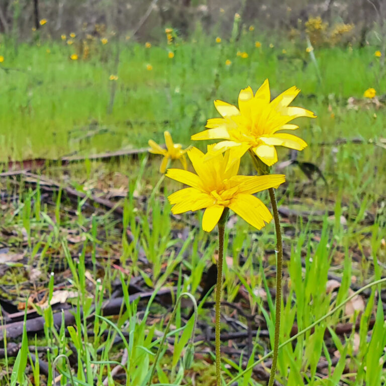 Djakitj – A Dja Dja Wurrung Enterprise